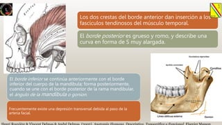 1.OSTEOLOGIA MANDibular - CORREGIDO.pptx
