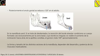 1.OSTEOLOGIA MANDibular - CORREGIDO.pptx | Ear, Nose and Throat ...