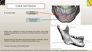 1.OSTEOLOGIA MANDibular - CORREGIDO.pptx | Ear, Nose and Throat ...