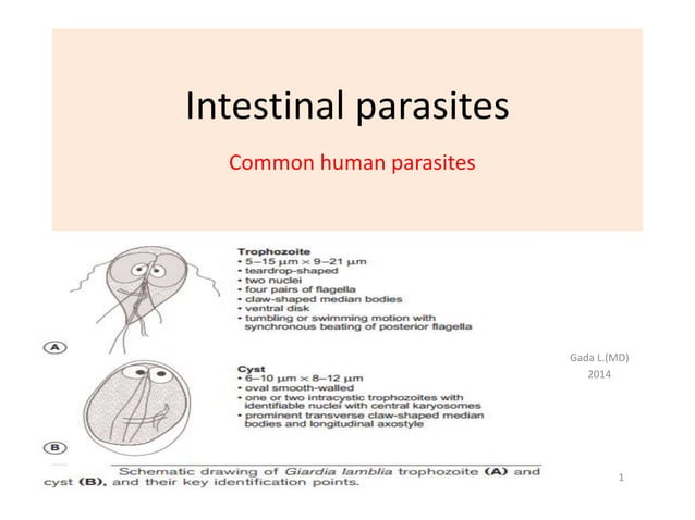 1.4. Intestinal parasites fo first year.pptx