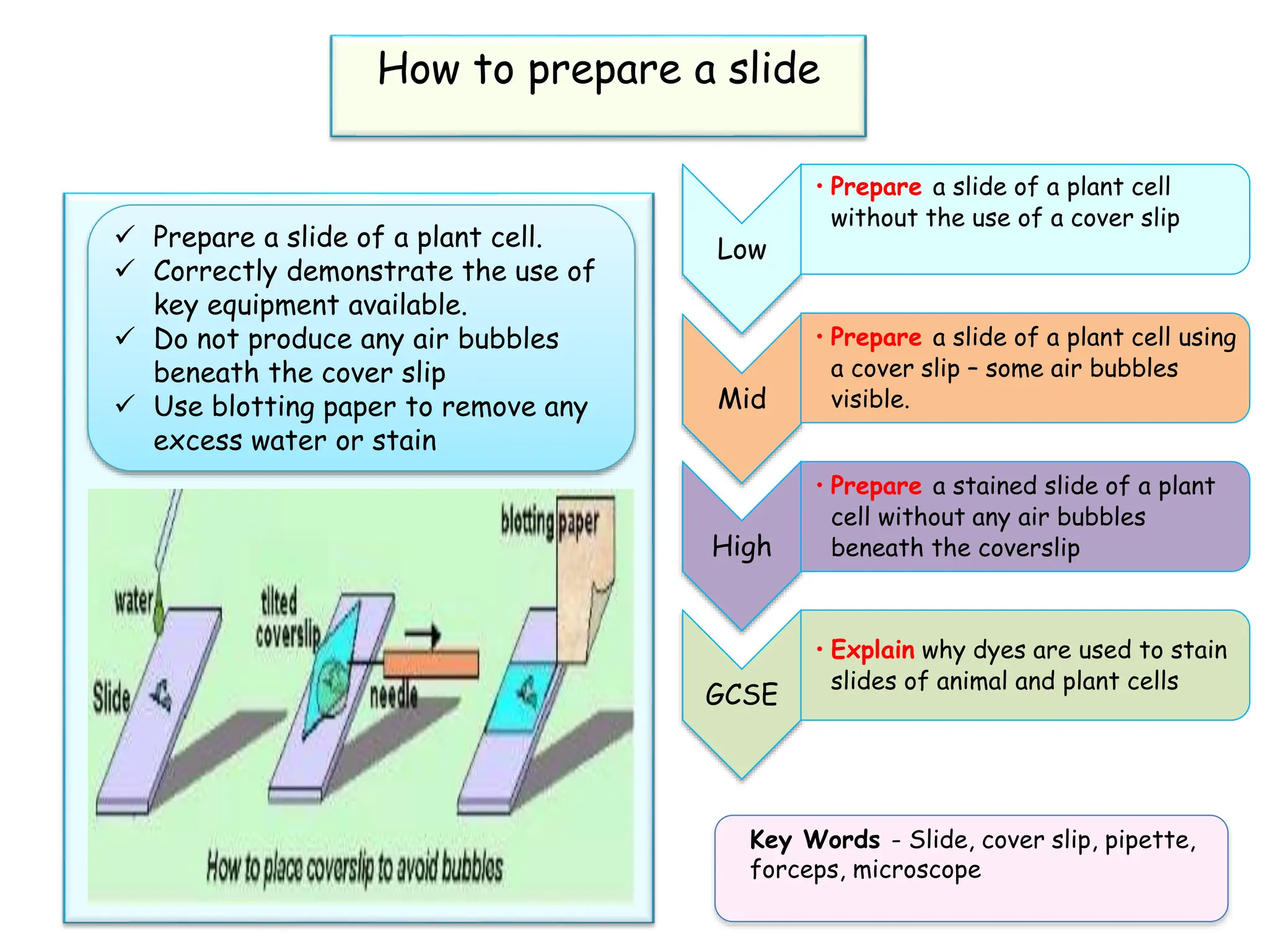IGCSE Year 7 Biology : Using Microscopes | PPT