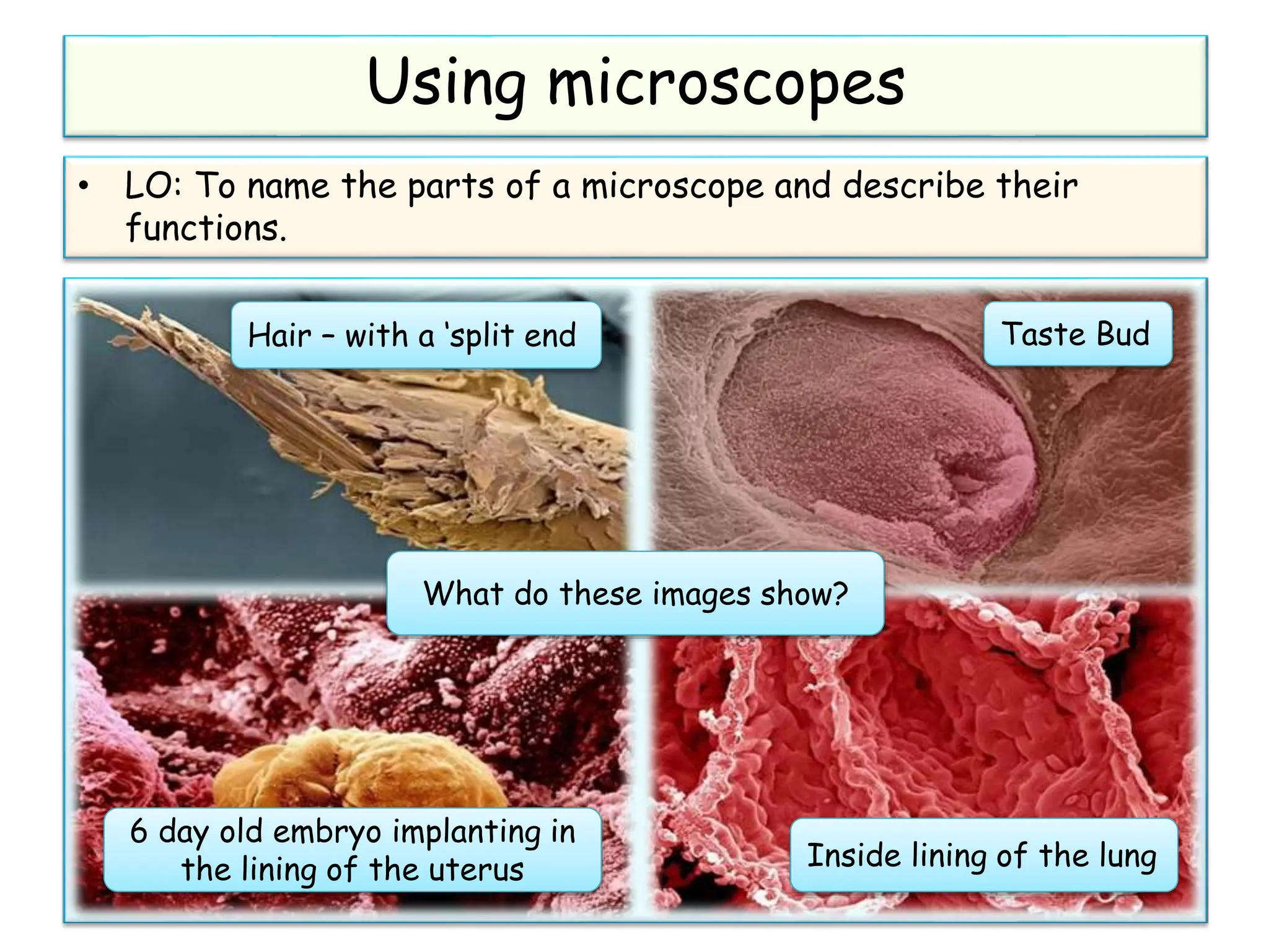IGCSE Year 7 Biology : Using Microscopes | PPT
