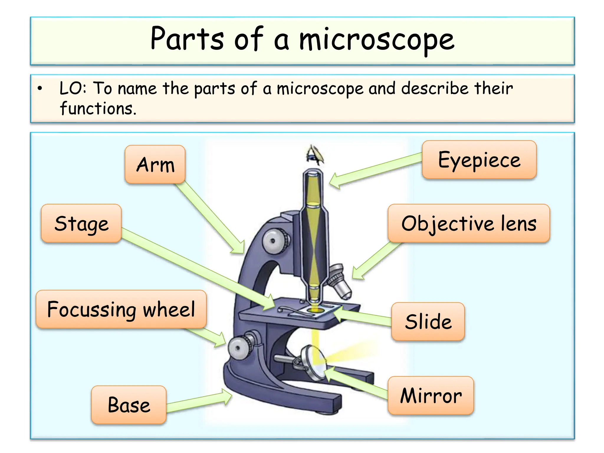 IGCSE Year 7 Biology : Using Microscopes | PPT