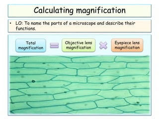 IGCSE Year 7 Biology : Using Microscopes | PPT