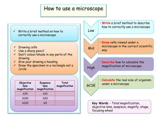 IGCSE Year 7 Biology : Using Microscopes | PPT