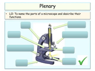IGCSE Year 7 Biology : Using Microscopes | PPT