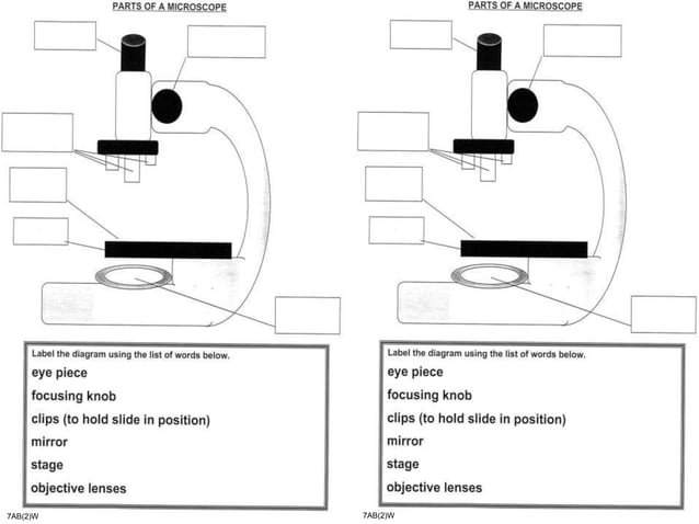 IGCSE Year 7 Biology : Using Microscopes | PPT | Photography | Arts and Crafts