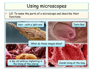IGCSE Year 7 Biology : Using Microscopes | PPT