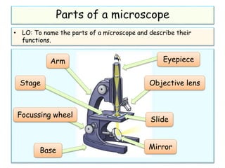 IGCSE Year 7 Biology : Using Microscopes | PPT