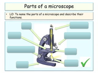 IGCSE Year 7 Biology : Using Microscopes | PPT