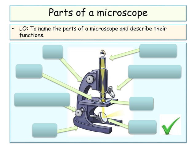 IGCSE Year 7 Biology : Using Microscopes | PPT | Photography | Arts and ...