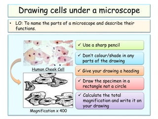 IGCSE Year 7 Biology : Using Microscopes | PPT