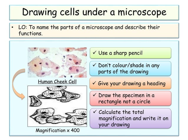 IGCSE Year 7 Biology : Using Microscopes | PPT | Photography | Arts and ...
