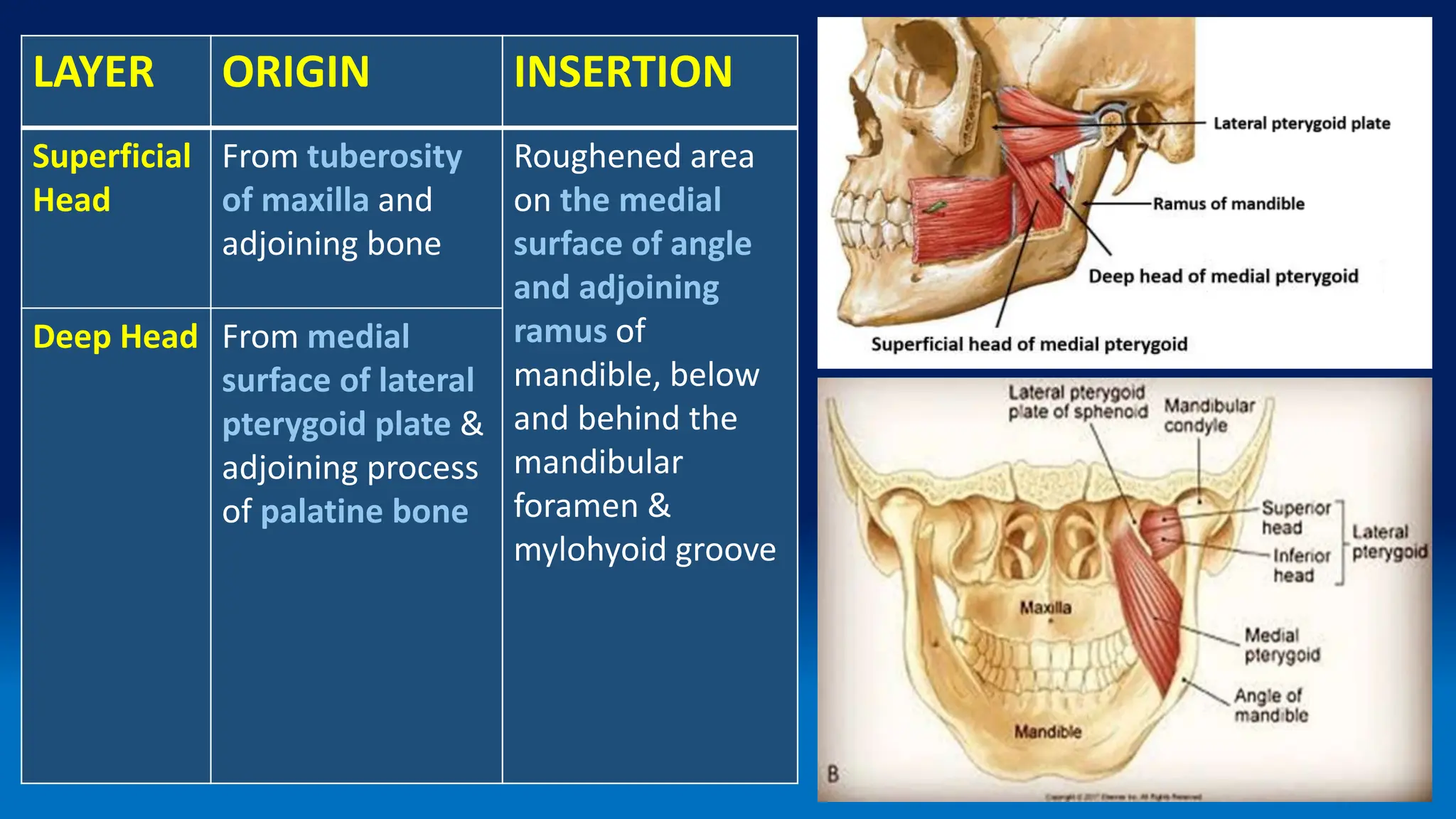 1. MUSCLES OF MASTICATION Described in detail .pptx