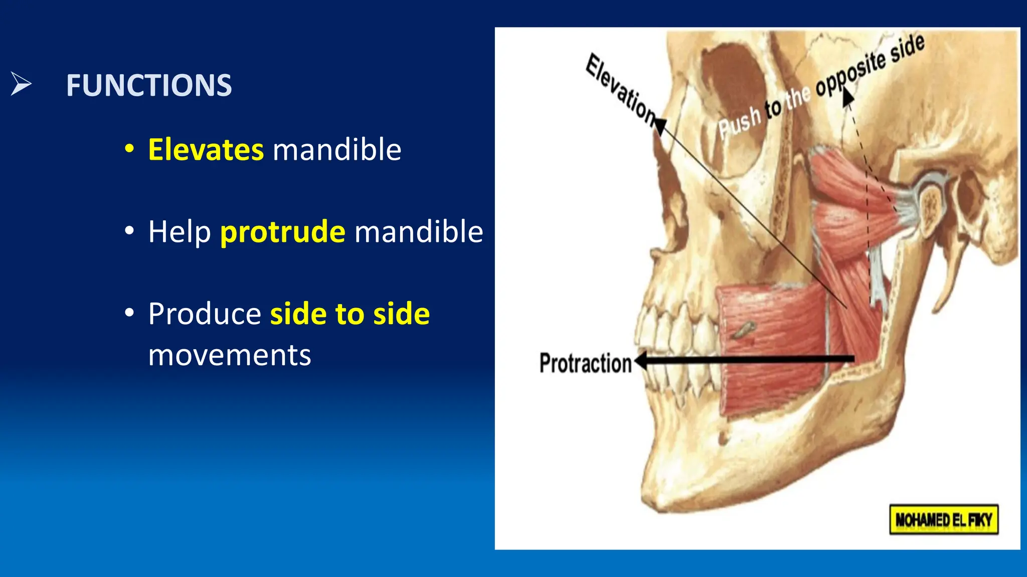 1. MUSCLES OF MASTICATION Described in detail .pptx