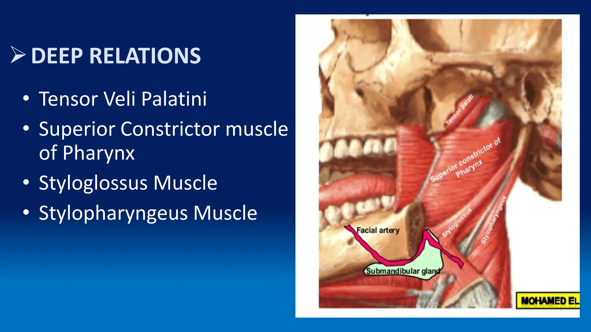 1. MUSCLES OF MASTICATION Described in detail .pptx