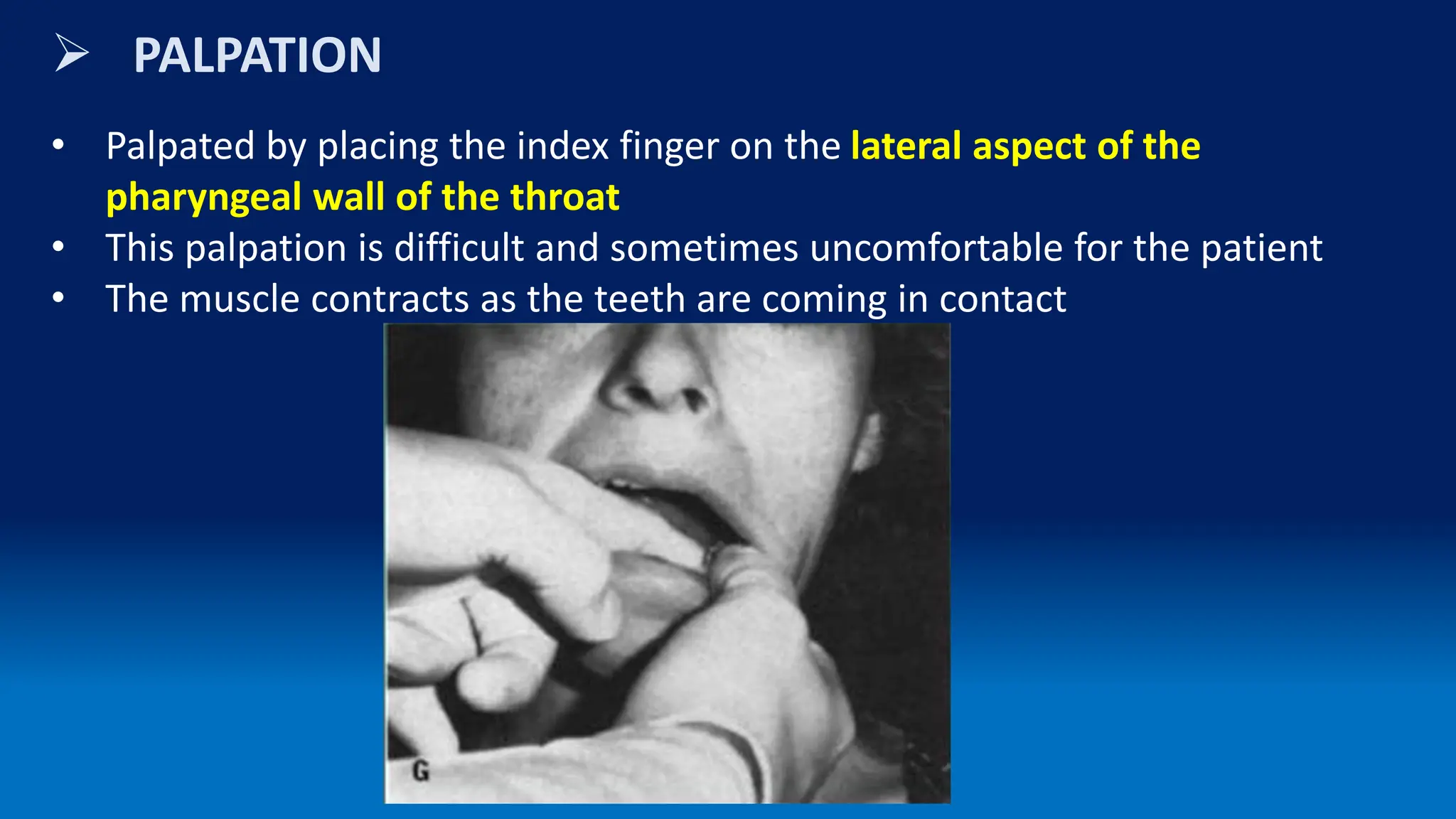 1. MUSCLES OF MASTICATION Described in detail .pptx