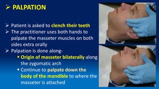 1. MUSCLES OF MASTICATION Described in detail .pptx