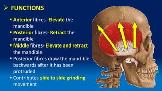 1. MUSCLES OF MASTICATION Described in detail .pptx