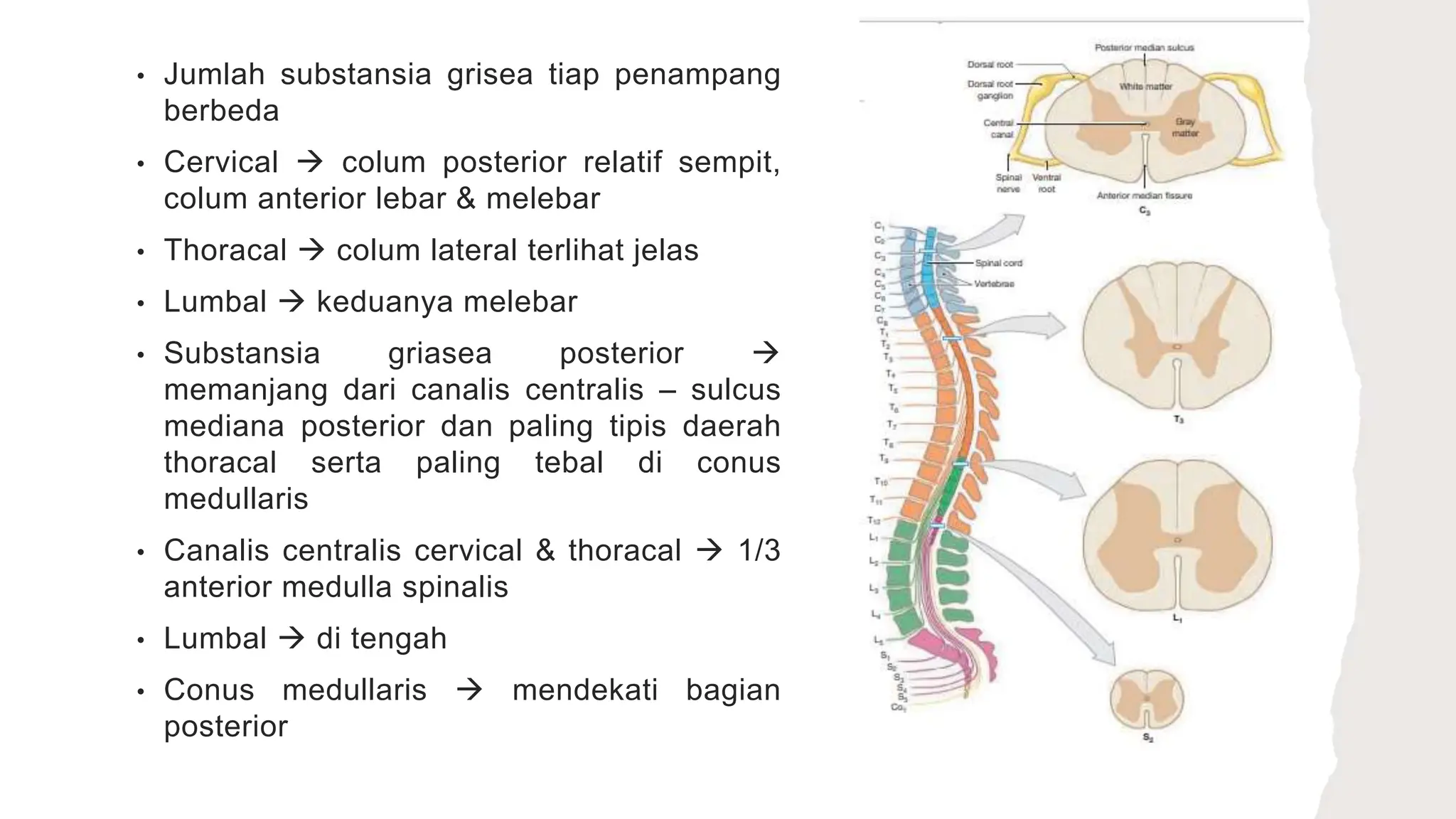 SPINAL CORD AND SPINAL NERVE ANATOMY OF HUMAN | PPTX