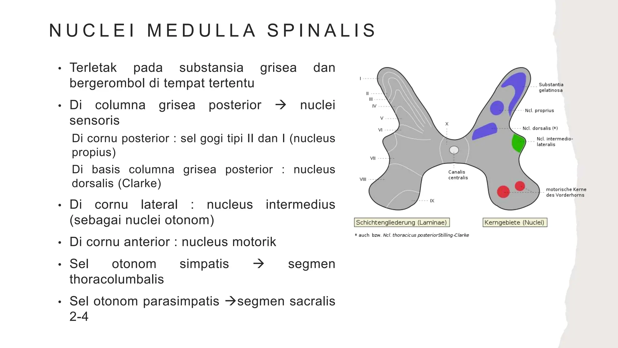 SPINAL CORD AND SPINAL NERVE ANATOMY OF HUMAN | PPTX