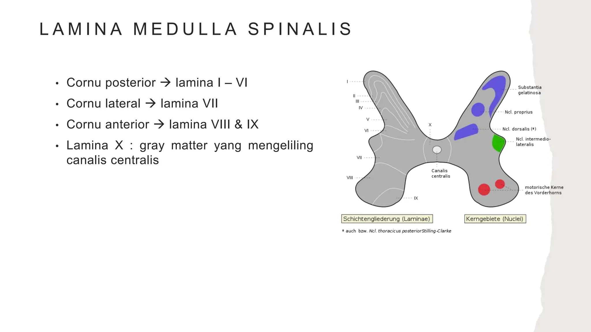 SPINAL CORD AND SPINAL NERVE ANATOMY OF HUMAN | PPTX