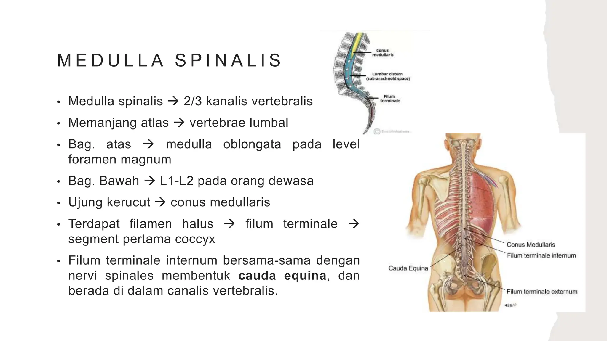 SPINAL CORD AND SPINAL NERVE ANATOMY OF HUMAN | PPTX