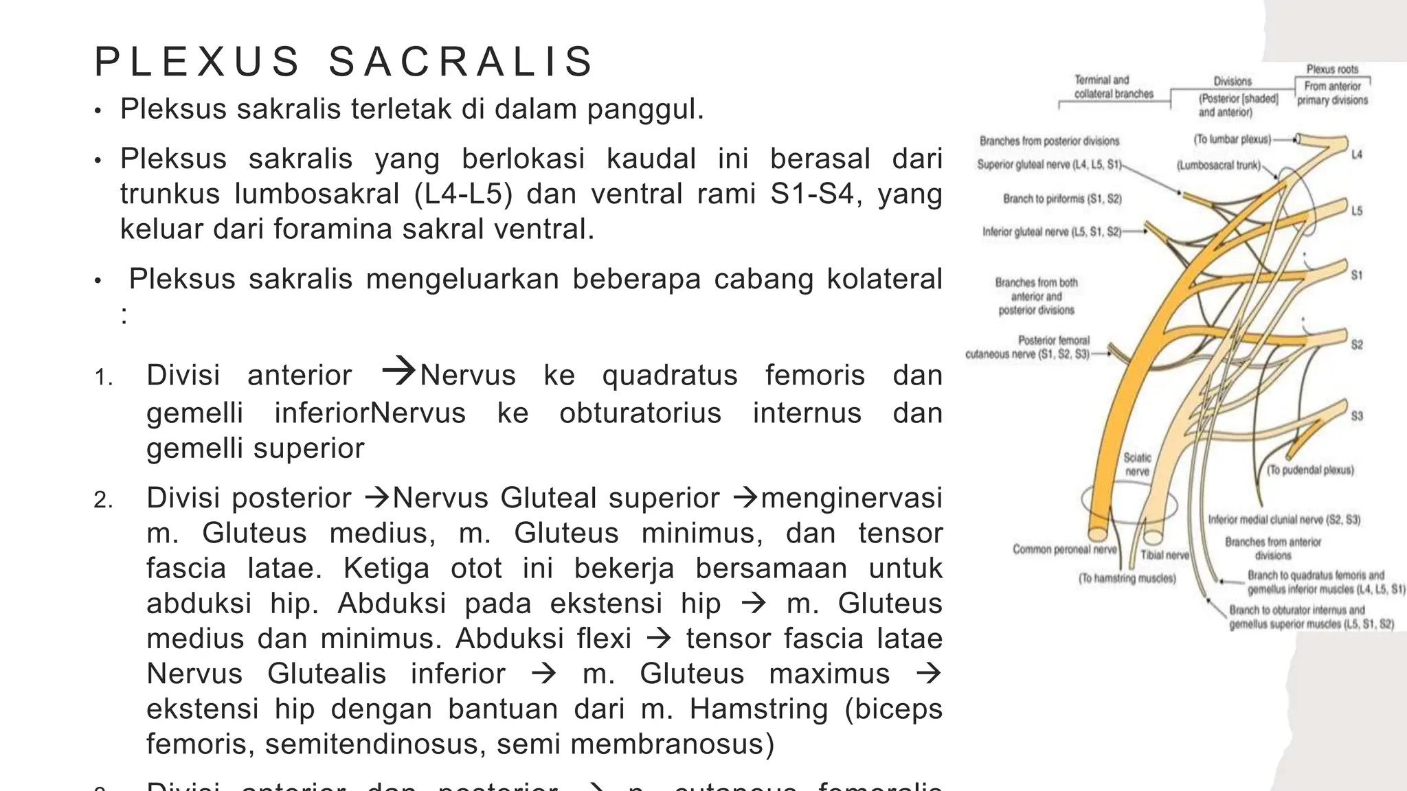 SPINAL CORD AND SPINAL NERVE ANATOMY OF HUMAN | PPTX