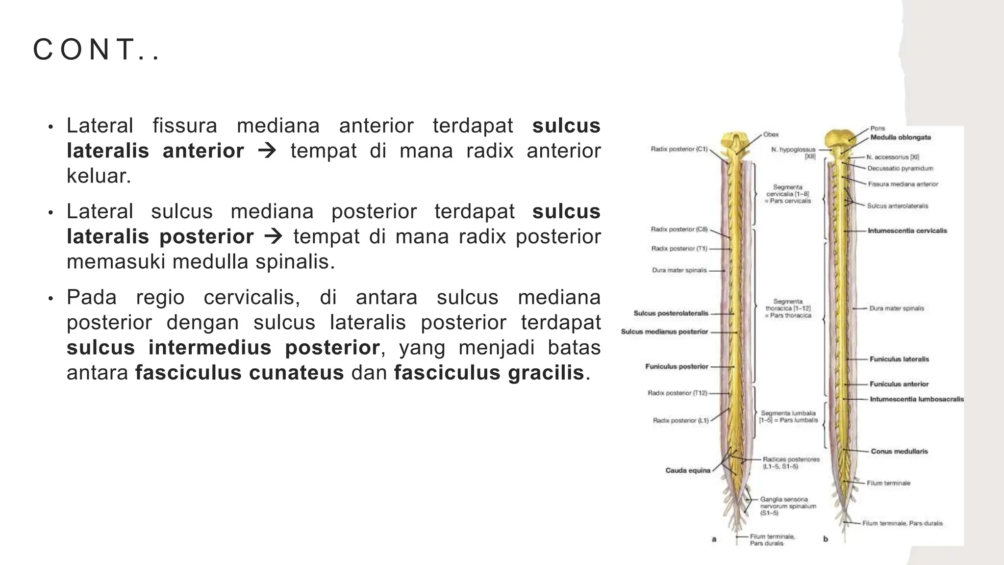 SPINAL CORD AND SPINAL NERVE ANATOMY OF HUMAN | PPTX