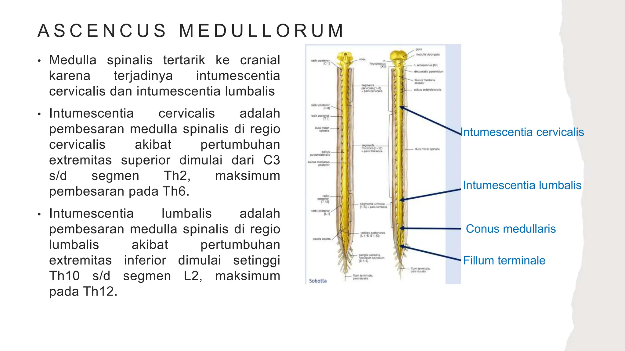 SPINAL CORD AND SPINAL NERVE ANATOMY OF HUMAN | PPTX