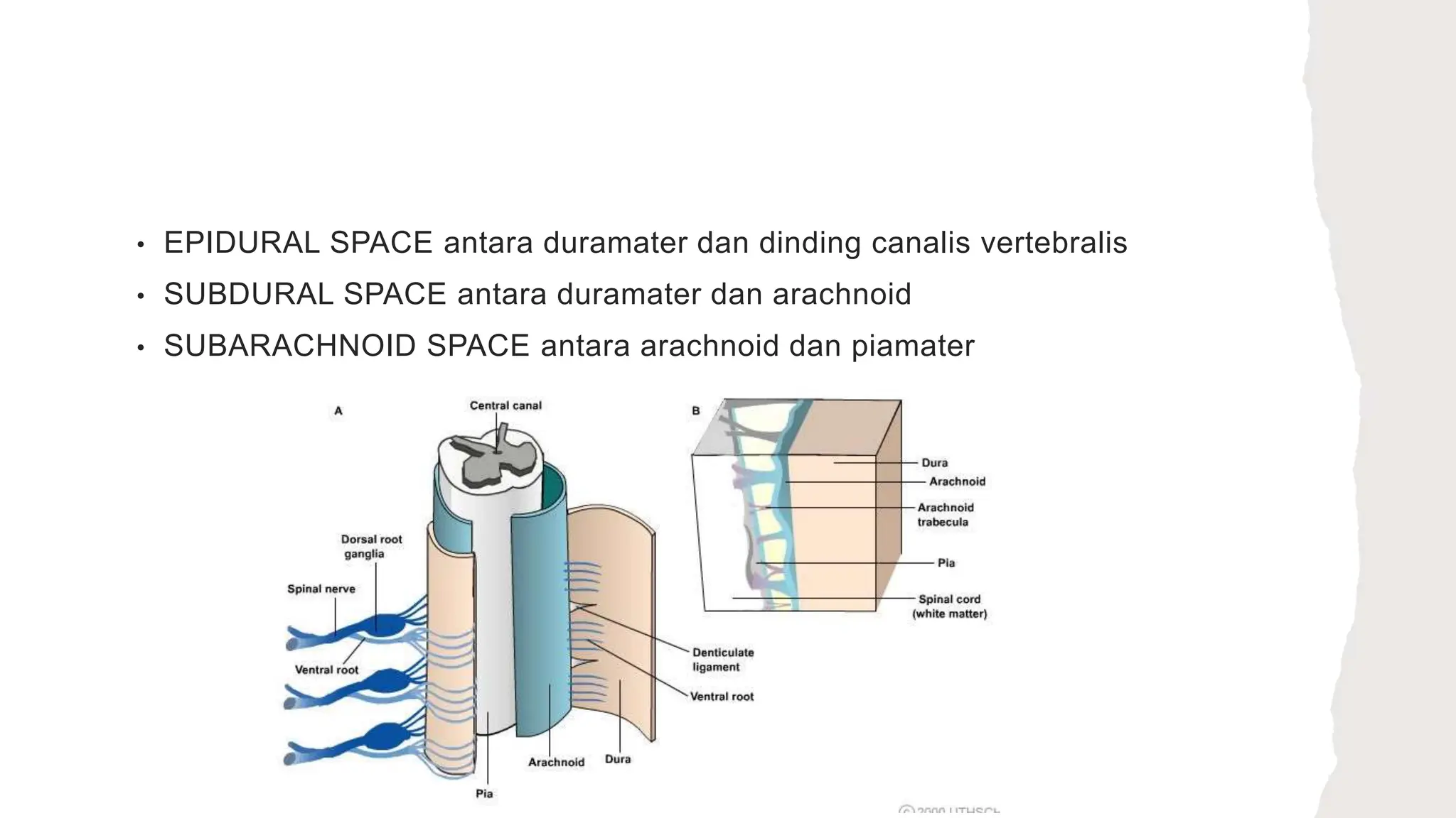 SPINAL CORD AND SPINAL NERVE ANATOMY OF HUMAN | PPTX