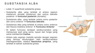 SPINAL CORD AND SPINAL NERVE ANATOMY OF HUMAN | PPTX