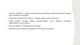 SPINAL CORD AND SPINAL NERVE ANATOMY OF HUMAN | PPTX