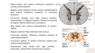 SPINAL CORD AND SPINAL NERVE ANATOMY OF HUMAN | PPTX