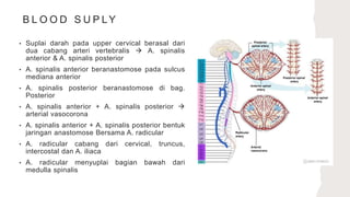 SPINAL CORD AND SPINAL NERVE ANATOMY OF HUMAN | PPTX