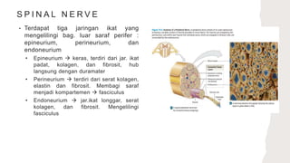 SPINAL CORD AND SPINAL NERVE ANATOMY OF HUMAN | PPTX