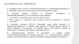 SPINAL CORD AND SPINAL NERVE ANATOMY OF HUMAN | PPTX