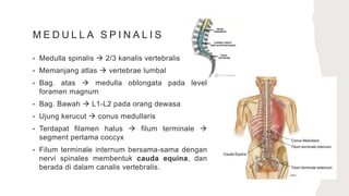 SPINAL CORD AND SPINAL NERVE ANATOMY OF HUMAN | PPTX