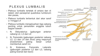 SPINAL CORD AND SPINAL NERVE ANATOMY OF HUMAN | PPTX
