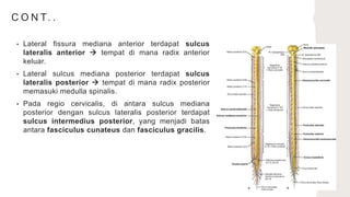 SPINAL CORD AND SPINAL NERVE ANATOMY OF HUMAN | PPTX
