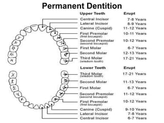 complete Introduction to dental anatomy.pptx