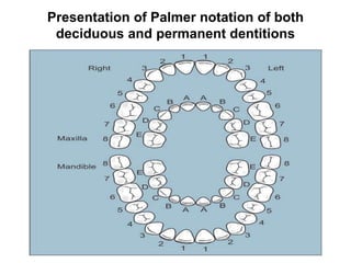 complete Introduction to dental anatomy.pptx