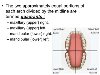 complete Introduction to dental anatomy.pptx