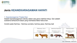 1. Dasar Kehati.pptx yang menerangkan keanekaragaman hayati di ...