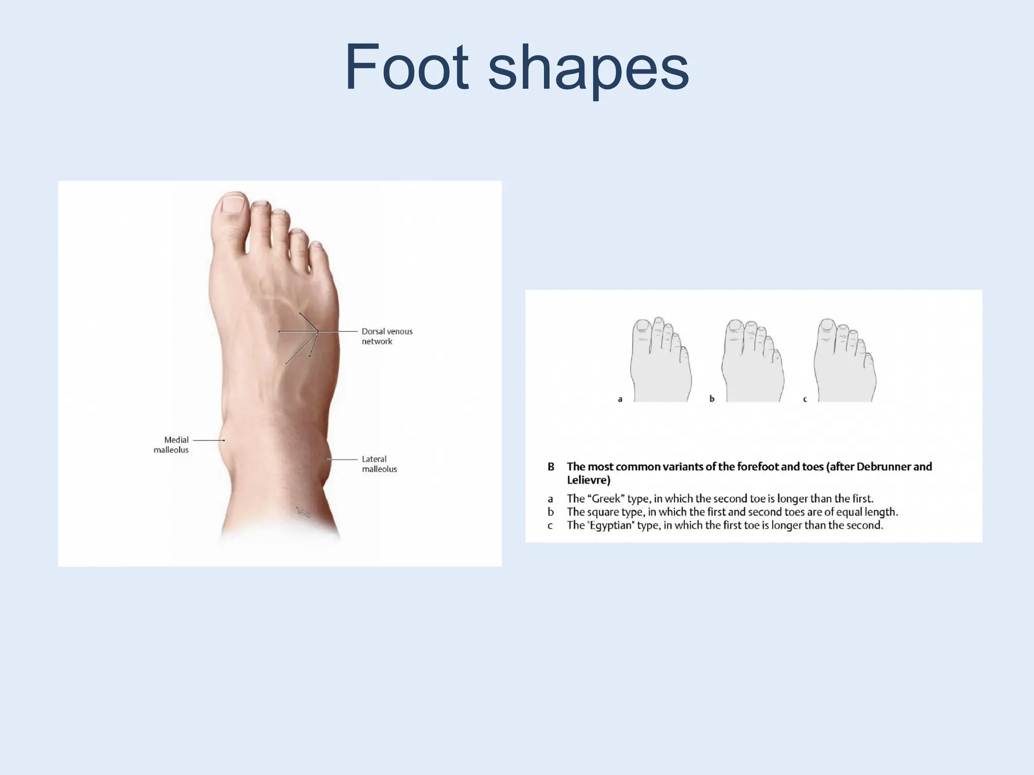 1.-Topographical-anatomy-of-the-lower-limb_Lendvai_EM-9-17.pdf