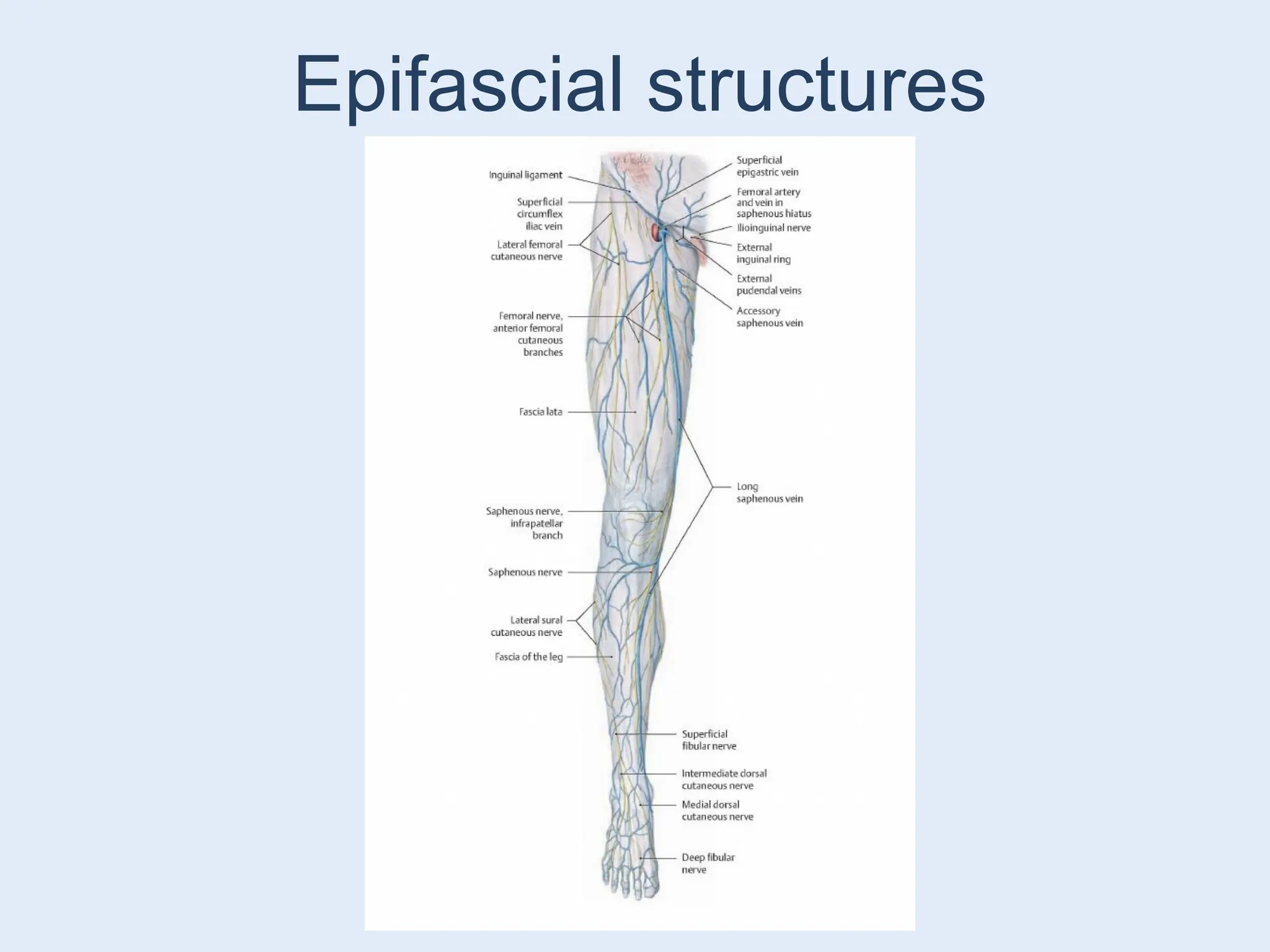 1.-Topographical-anatomy-of-the-lower-limb_Lendvai_EM-9-17.pdf