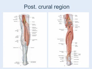 1.-Topographical-anatomy-of-the-lower-limb_Lendvai_EM-9-17.pdf
