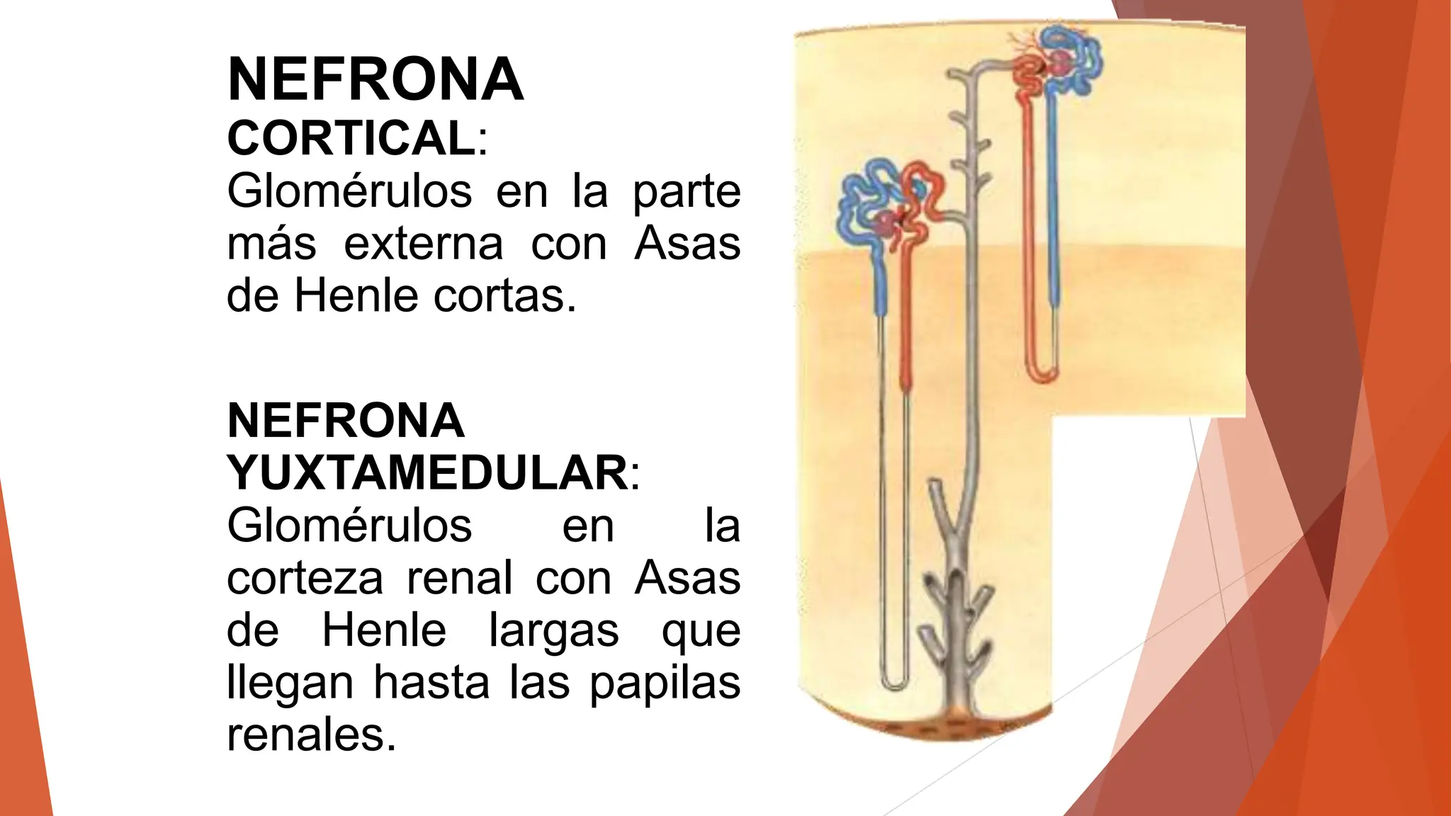 Anatomía del aparato renal, bien explicado en diapositivas | PPTX