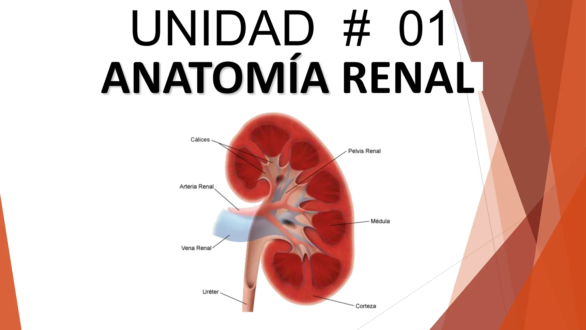 Anatomía del aparato renal, bien explicado en diapositivas | PPTX