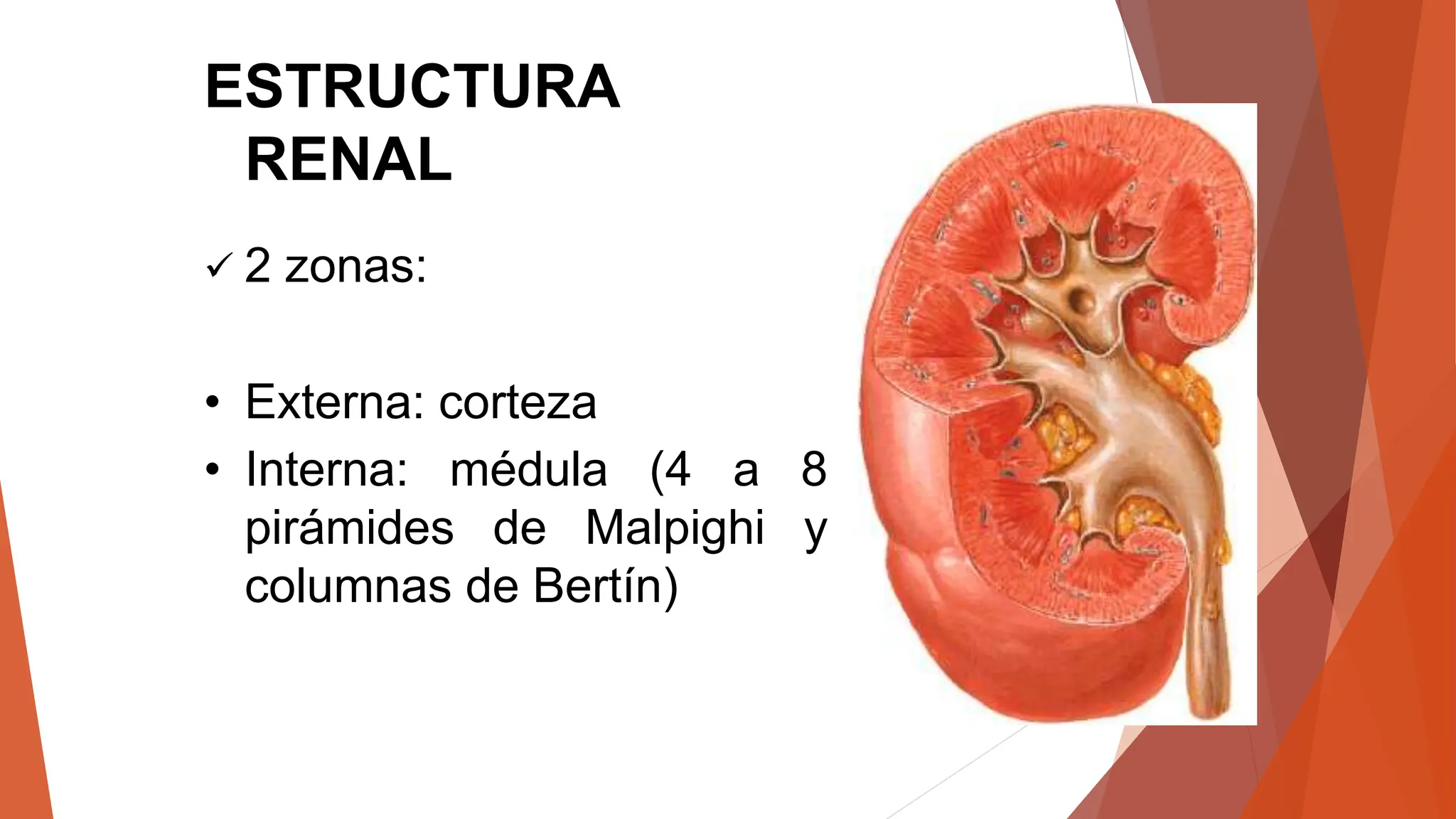 Anatomía del aparato renal, bien explicado en diapositivas | PPTX